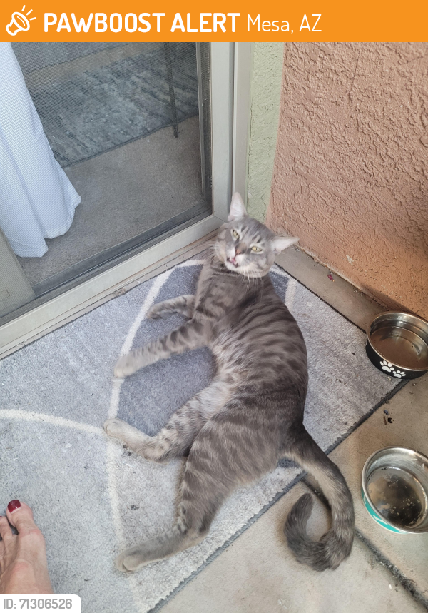 Mesa, AZ Stray Male Cat Found Near Baseline/Higley | PawBoost