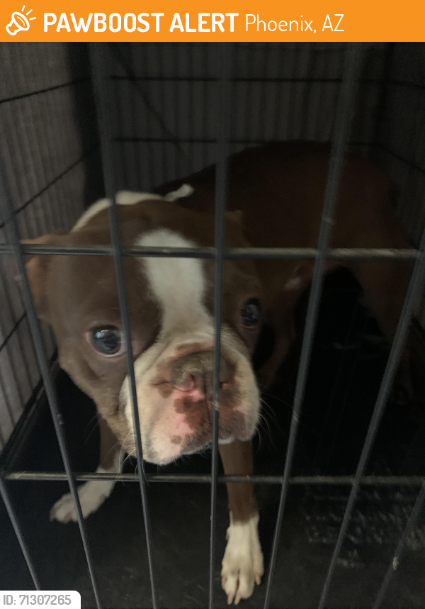 Phoenix, AZ Stray Male Dog Found Near Thunderbird and 60th | PawBoost