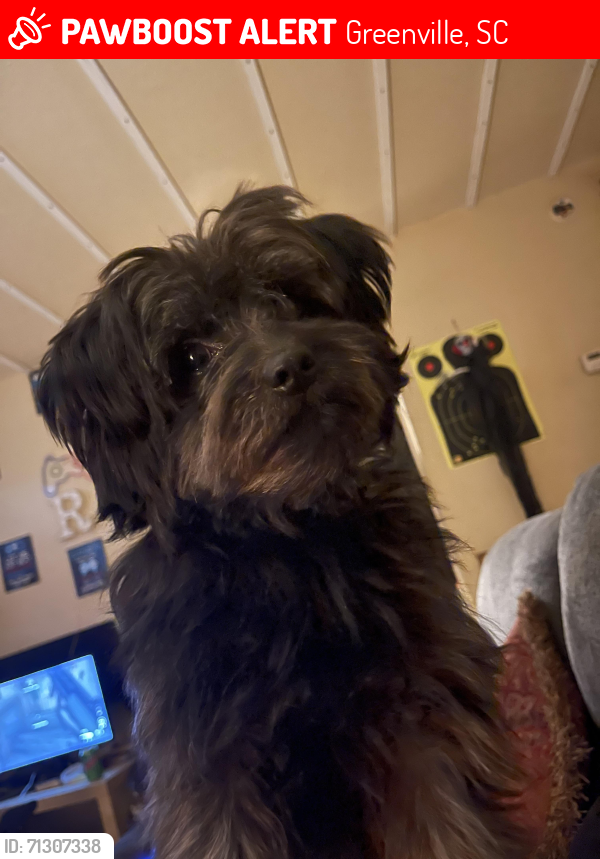Greenville, SC Lost Male Dog, Duke Is Missing | PawBoost