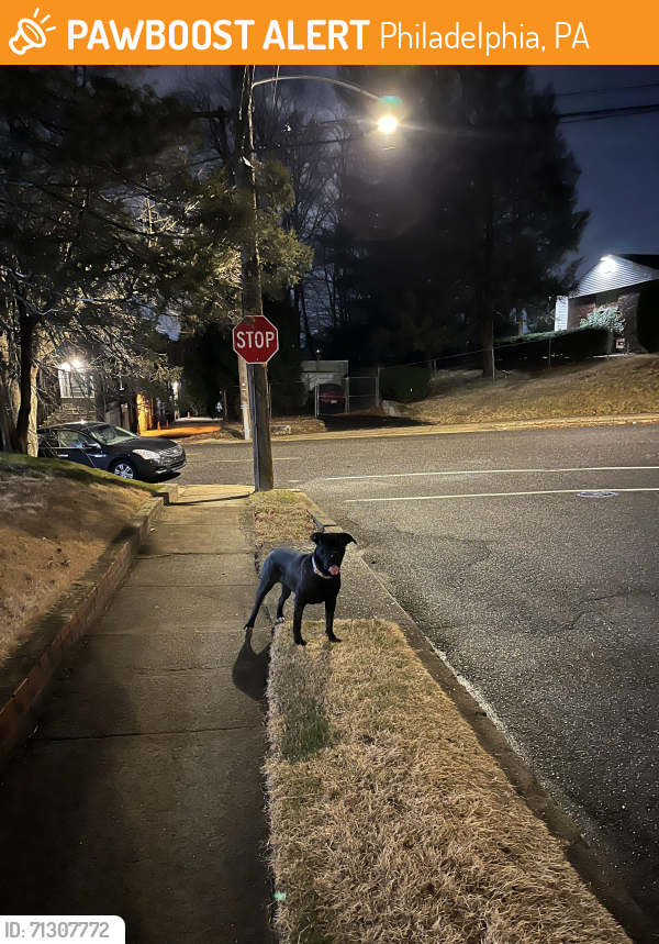 Philadelphia, PA Stray Dog Found Near Medary And North 11th; East Oak ...