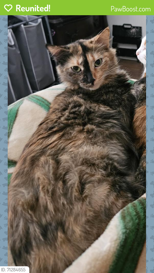 Reunited Female Cat in Lafayette, LA 70506 (ID: 71284655) | PawBoost