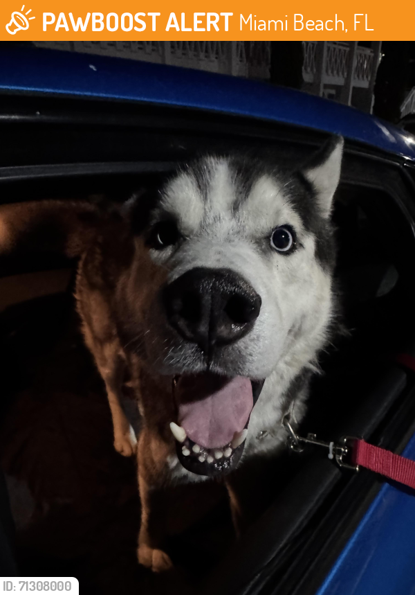 Miami Beach, FL Stray Male Dog Found Near Carlyle and 72 street | PawBoost
