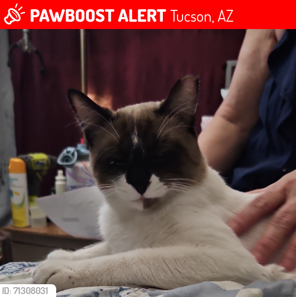 Tucson, AZ Lost Male Cat, Milky Bill Is Missing | PawBoost
