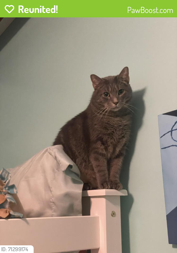 Reunited Male Cat in Randolph, NJ 07869 (ID: 71299174) | PawBoost