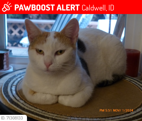Caldwell, ID Lost Female Cat, Donik Is Missing | PawBoost
