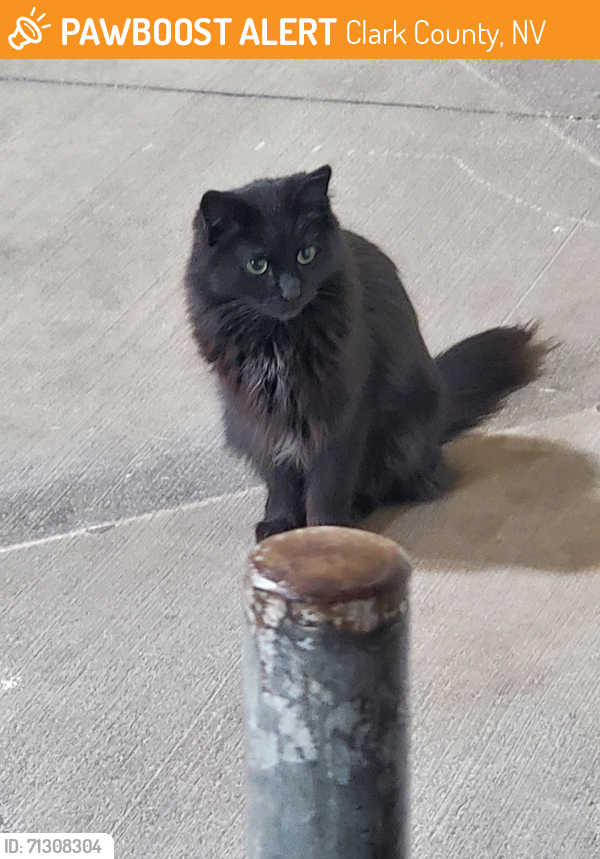 Clark County, NV Stray Cat Found Near Harmon and paradise | PawBoost