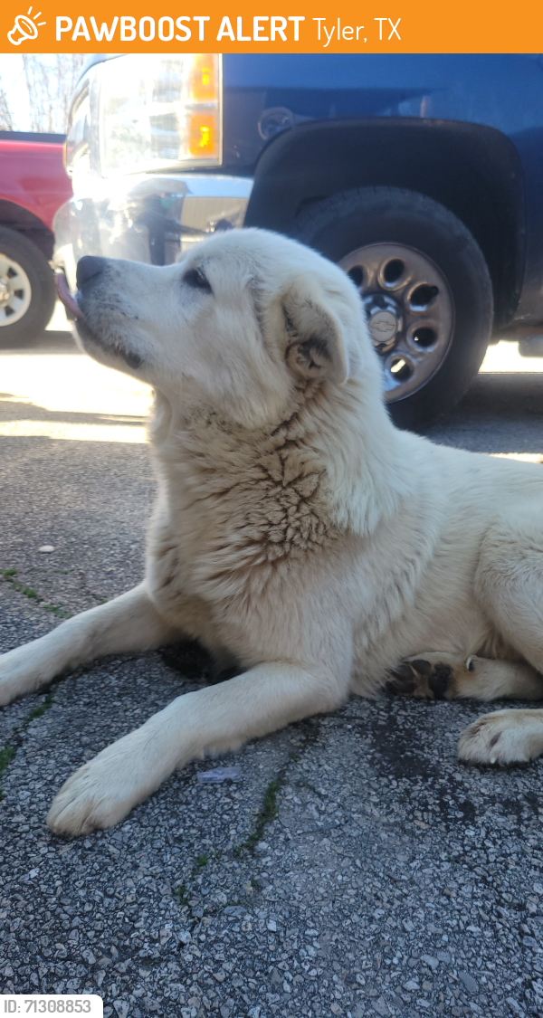 Tyler, TX Stray Male Dog Found Near Near fm 14 tyler, tx | PawBoost