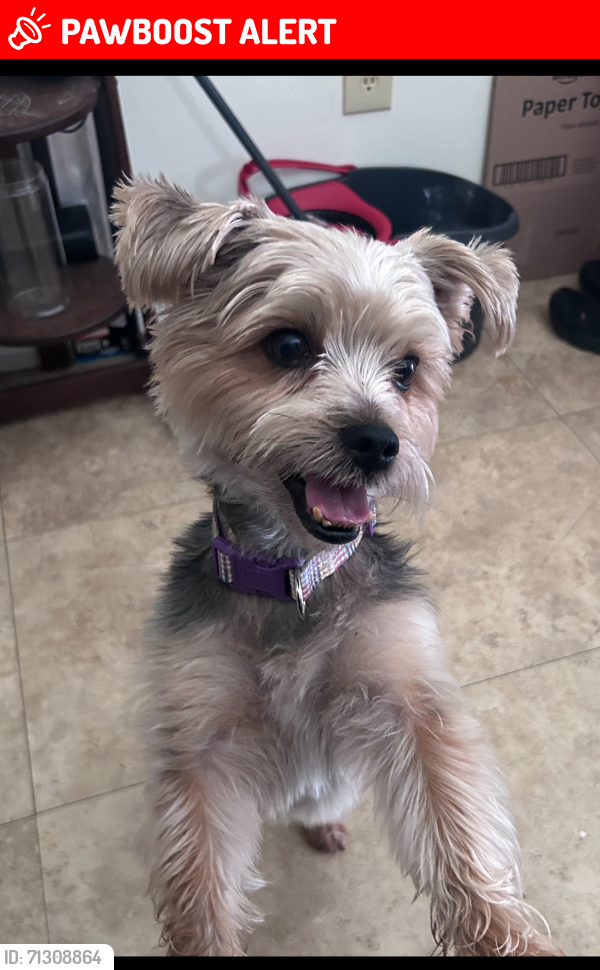 Highland Springs, VA Lost Male Dog, Lucas Is Missing | PawBoost