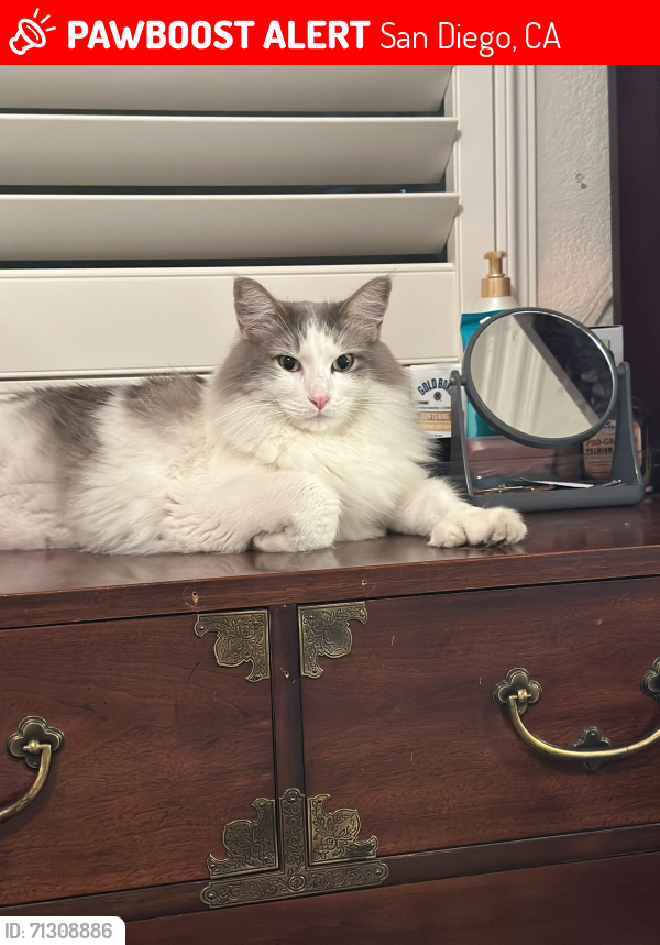 San Diego, CA Lost Male Cat, Irie Is Missing | PawBoost