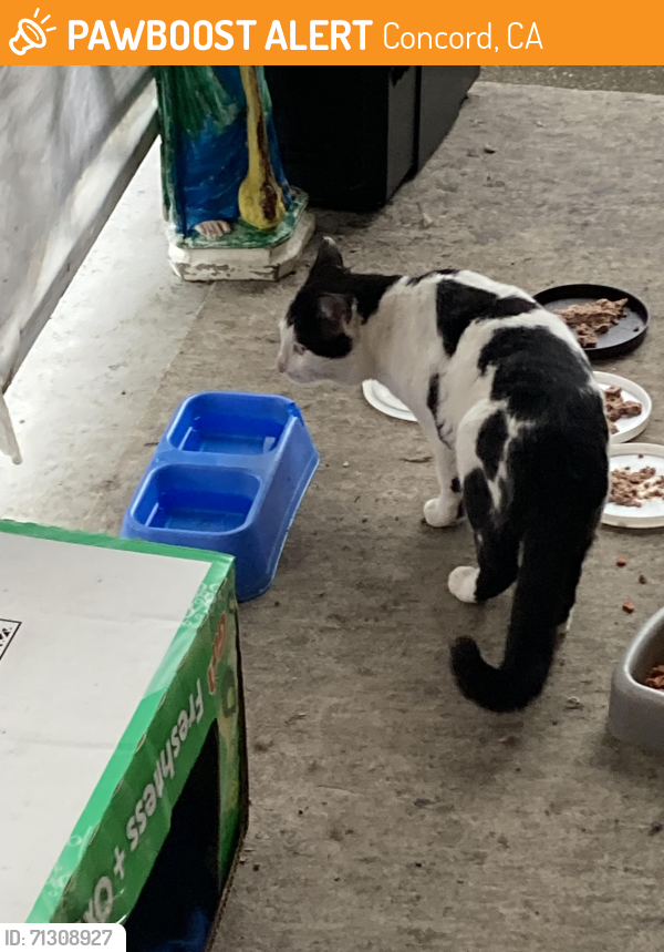 Concord, CA Stray Cat Found Near Near Fairfield ave,concord | PawBoost