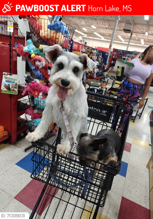 Horn Lake, MS Lost Female Dog, Bella Conley Is Missing | PawBoost