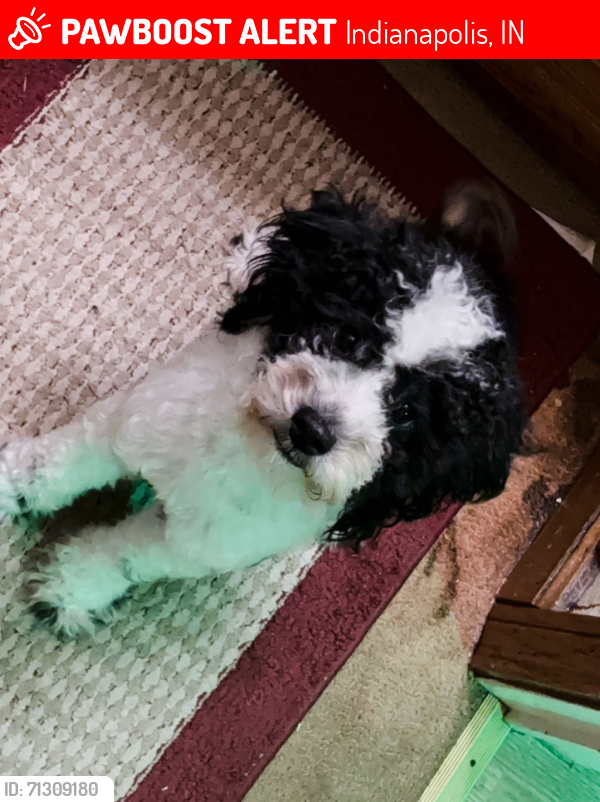 Indianapolis, IN Lost Male Dog, Koy Is Missing | PawBoost