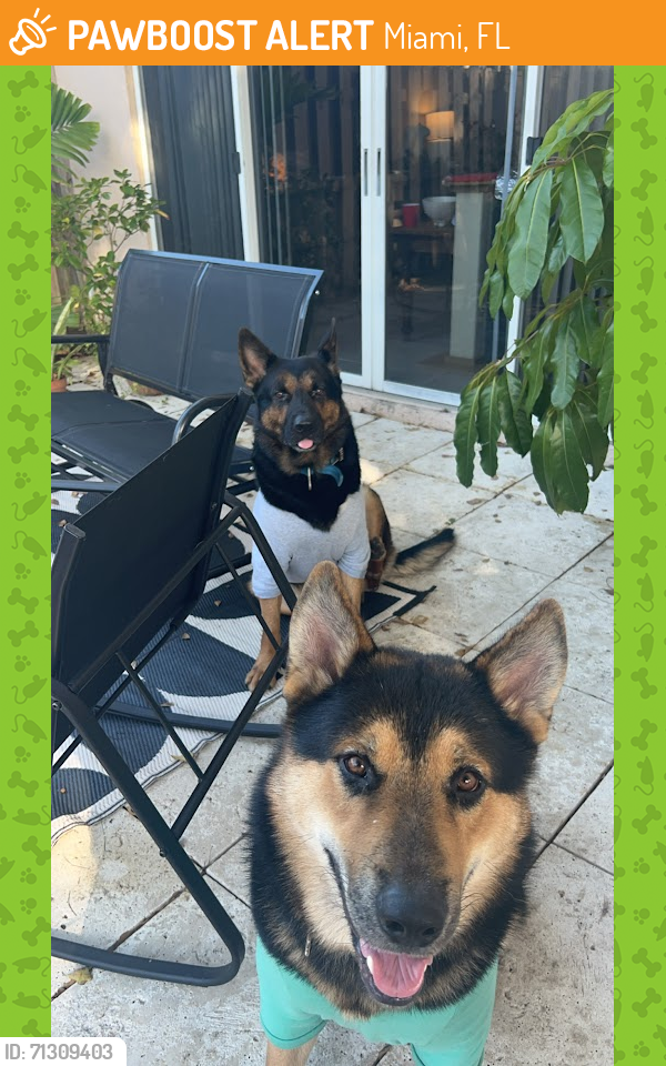 Miami, FL Stray Male Dog Found Near Lakes Of The Meadows | PawBoost