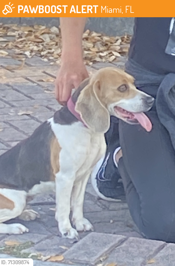 Miami, FL Stray Dog Found Near Near ave nw 7 st by cvs | PawBoost
