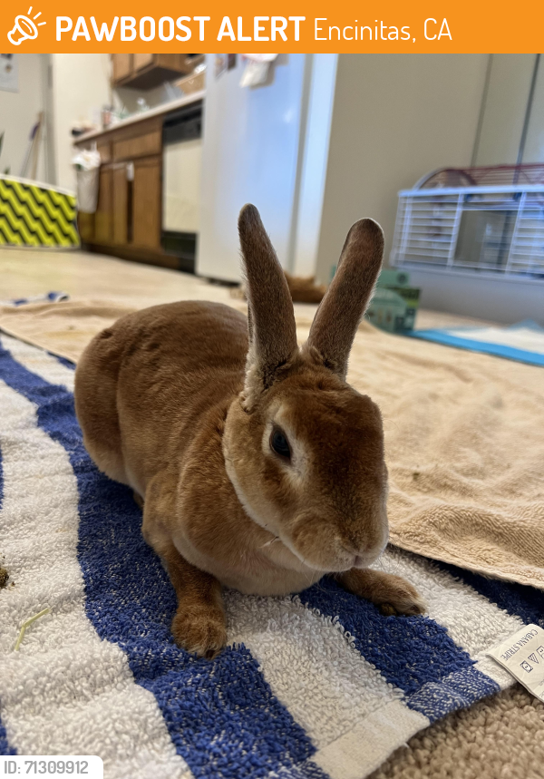 Encinitas, CA Stray Male Rabbit Found Near Sprouts Encinitas blvd ...