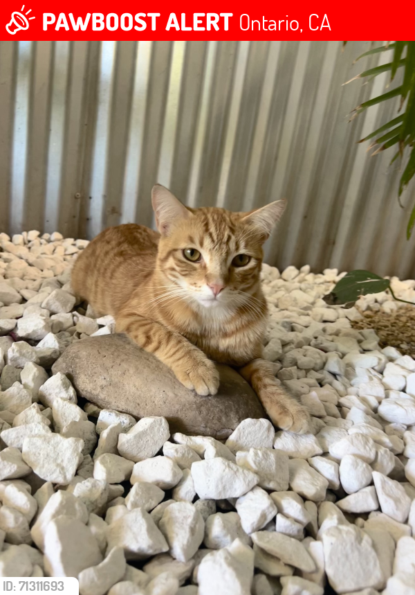 Ontario, CA Lost Male Cat, Simba Is Missing | PawBoost