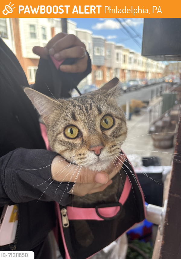 Philadelphia, PA Stray Cat Found Near Near Emily street | PawBoost
