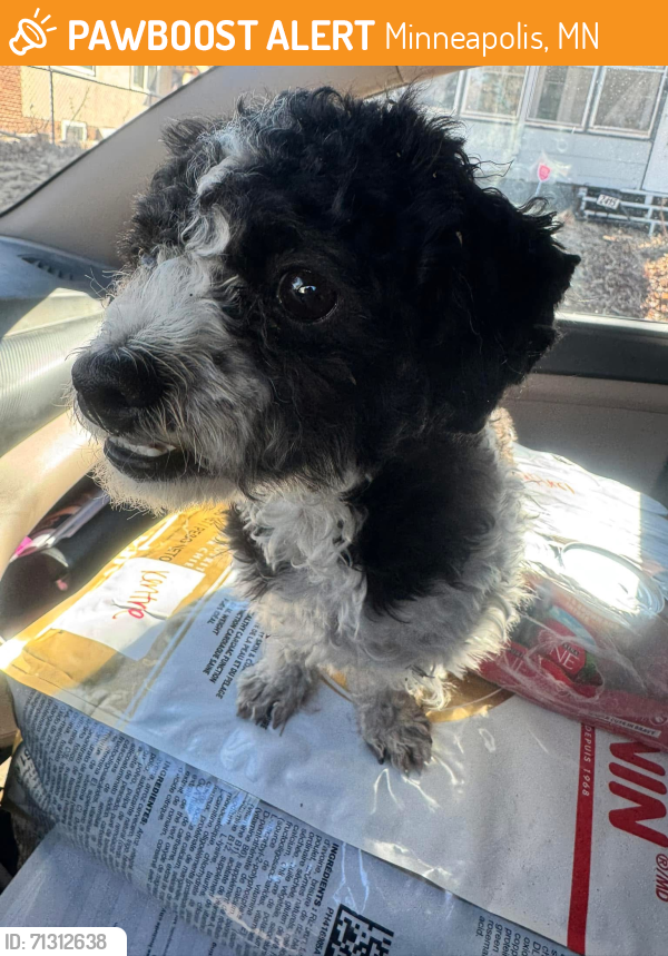 Minneapolis, MN Stray Male Dog Found Near 24th Ave n & Sheridan Ave N ...
