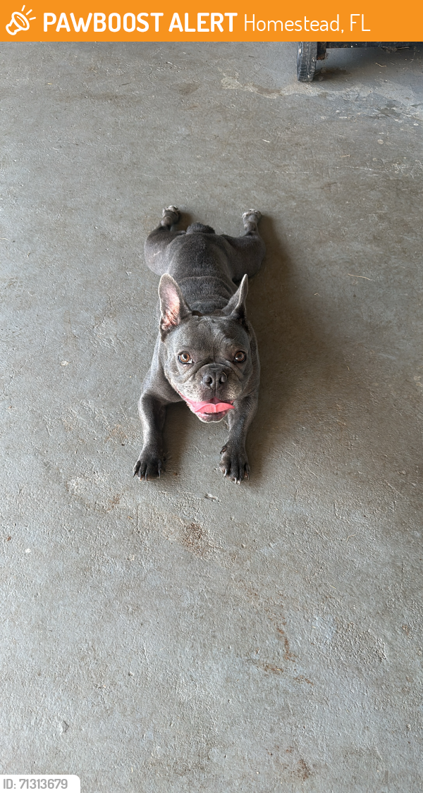 Homestead, FL Stray Female Dog Found Near 292nd street | PawBoost