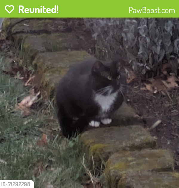 Reunited Cat in Portland, OR 97216 (ID: 71292298) | PawBoost