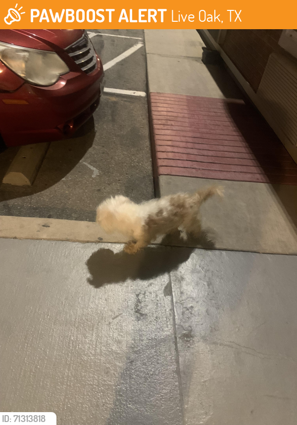 Live Oak, TX Stray Female Dog Found Near Shin oak dr | PawBoost