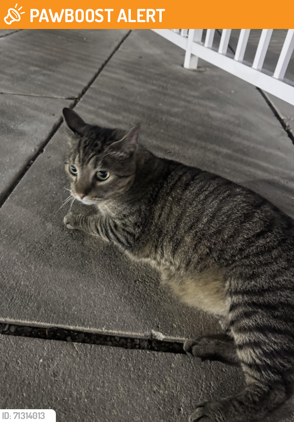 North Miami Beach, FL Stray Cat Found Near Near ne 191st | PawBoost