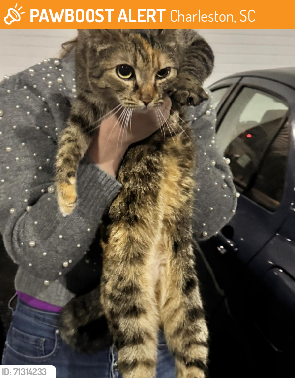 Charleston, SC Stray Cat Found Near Charleston Water System | PawBoost