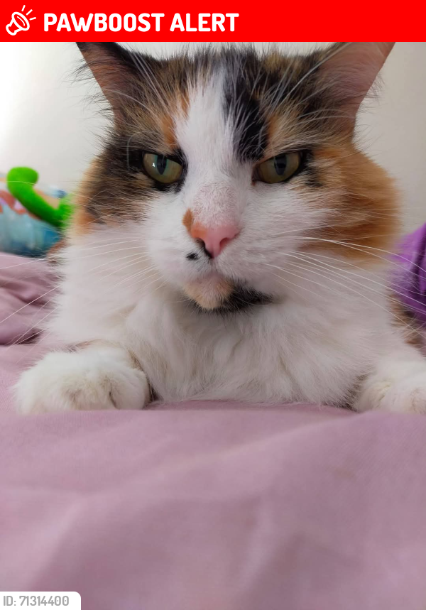 Bradley Stoke, England Lost Female Cat, Fluffy Is Missing | PawBoost