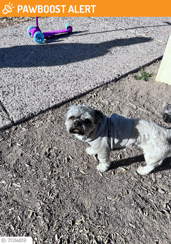 Maricopa County, AZ Stray Dog Found Near Park on 75th Ave camelback ...