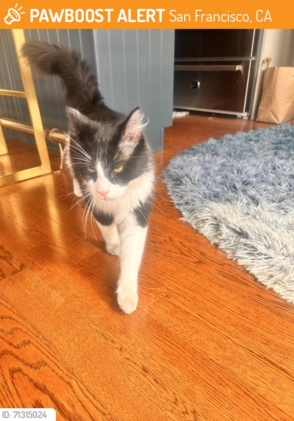 San Francisco, CA Stray Female Cat Found Near Near Upper Terrace, San ...