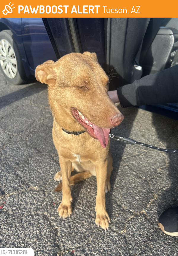 Tucson, AZ Stray Female Dog Found Near Tucson | PawBoost