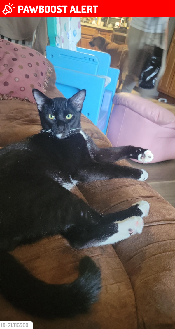 Lake Worth Beach, FL Lost Male Cat, Oreo Is Missing | PawBoost