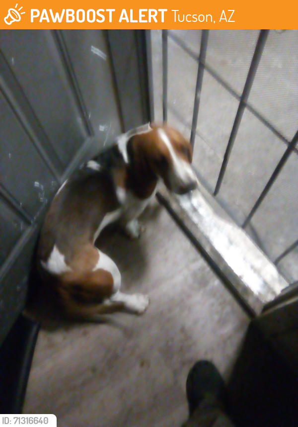 Tucson, AZ Stray Male Dog Found Near Glenn and country club | PawBoost