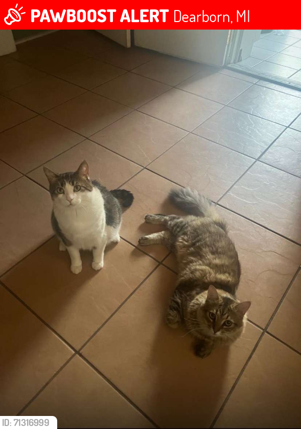 Dearborn, MI Lost Male Cat, Reo And Messi Is Missing | PawBoost