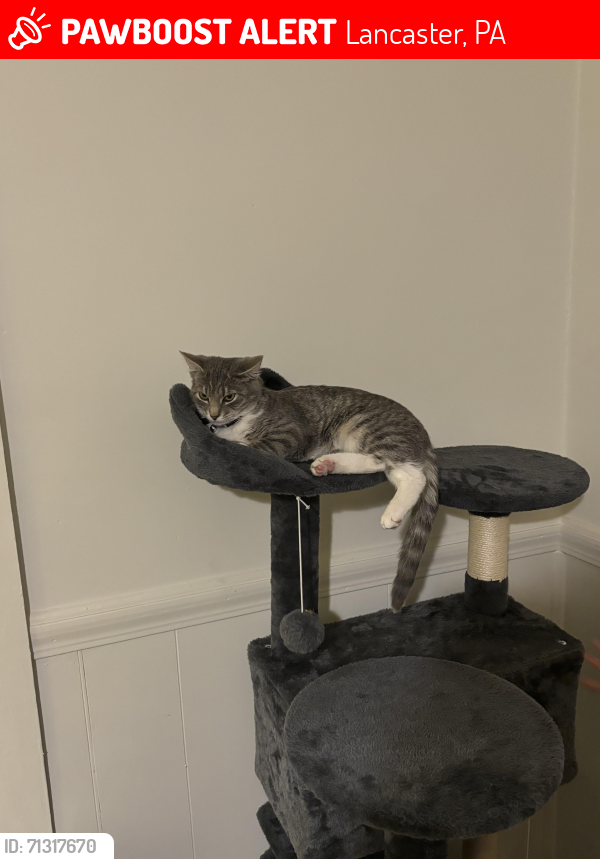 Lancaster, PA Lost Female Cat, Luna Is Missing | PawBoost