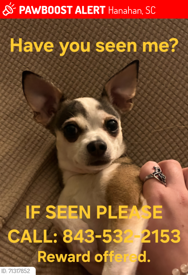 Hanahan, SC Lost Female Dog, Zena Is Missing | PawBoost