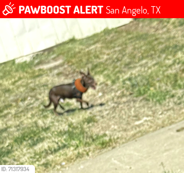 San Angelo, TX Lost Male Dog, Boe Boe Is Missing | PawBoost