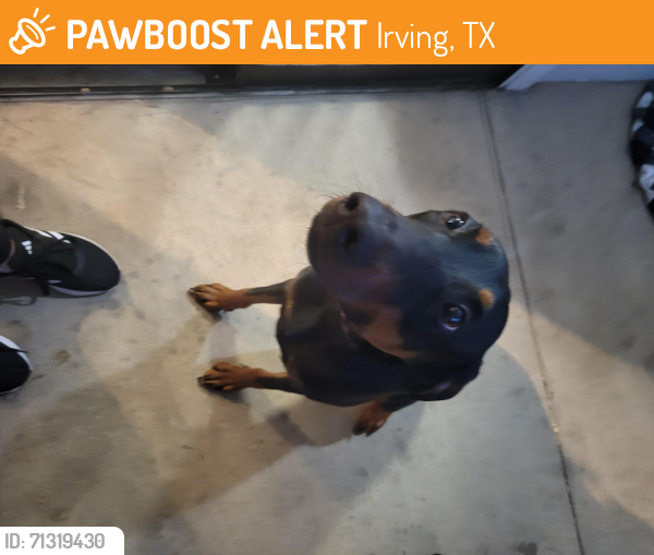 Irving, TX Stray Female Dog Found Near Petsmart | PawBoost