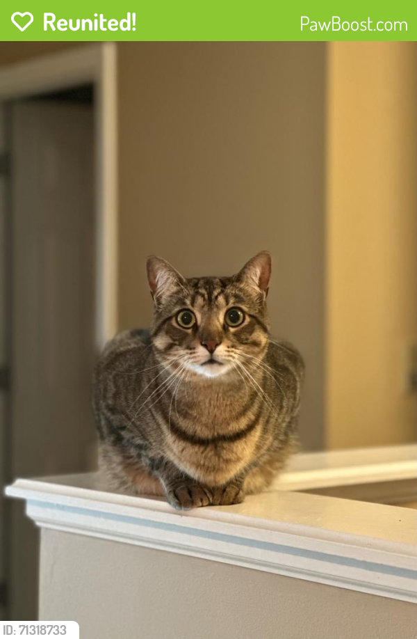 Reunited Male Cat in Carmel, IN 46032 (ID: 71318733) | PawBoost