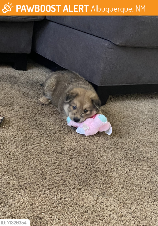 Albuquerque, NM Stray Male Dog Found Near By the orchards HOA | PawBoost