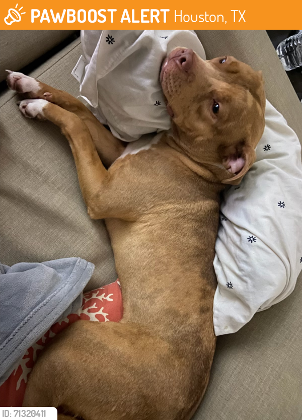 Houston, TX Stray Female Dog Found Near Rodney Ray 77040 | PawBoost