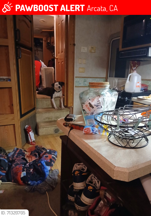 Arcata, CA Lost Male Dog, Goon Is Missing | PawBoost