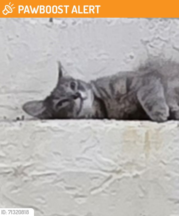 North Miami Beach, FL Stray Female Cat Found Near Ives Dairy Road, NE ...