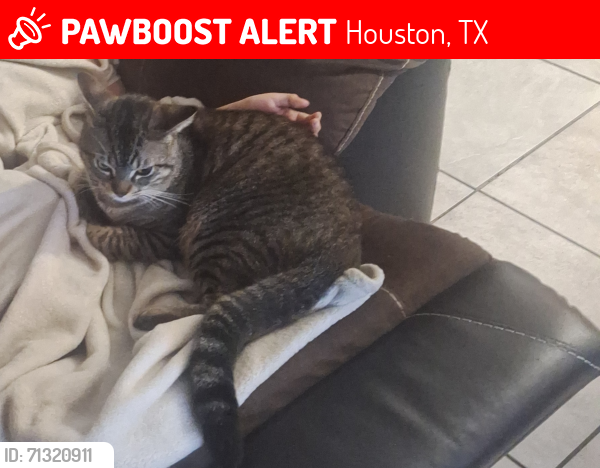 Houston, TX Lost Male Cat, Michi Is Missing | PawBoost