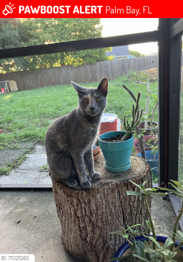 Palm Bay, FL Lost Female Cat, Birdie Is Missing | PawBoost
