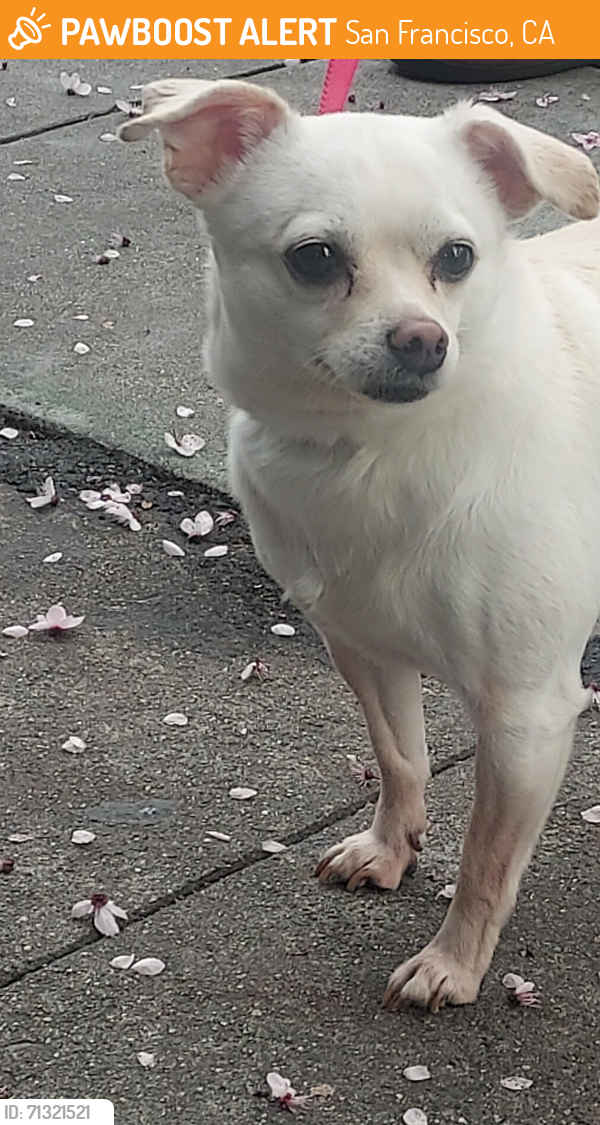 San Francisco, CA Stray Female Dog Found Near Near 19th Street San ...