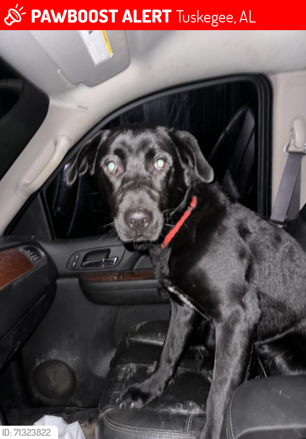Tuskegee, AL Lost Male Dog, Junior Is Missing | PawBoost
