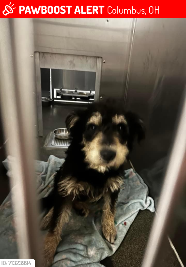 Columbus, OH Lost Male Dog, Tobi Is Missing | PawBoost