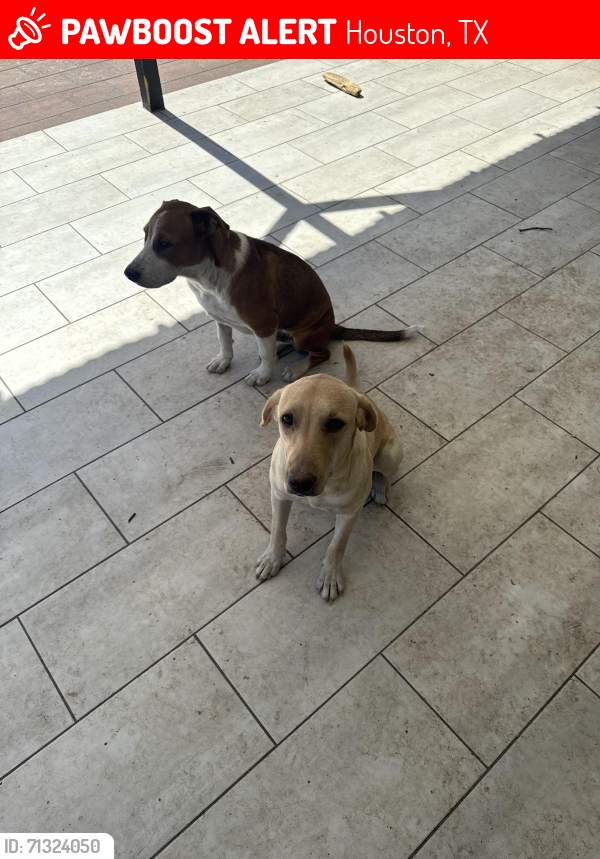 Houston, TX Lost Female Dog, Thor & Chloe Is Missing | PawBoost