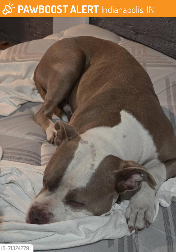 Indianapolis, IN Stray Female Dog Found Near 16th and tibbs area | PawBoost